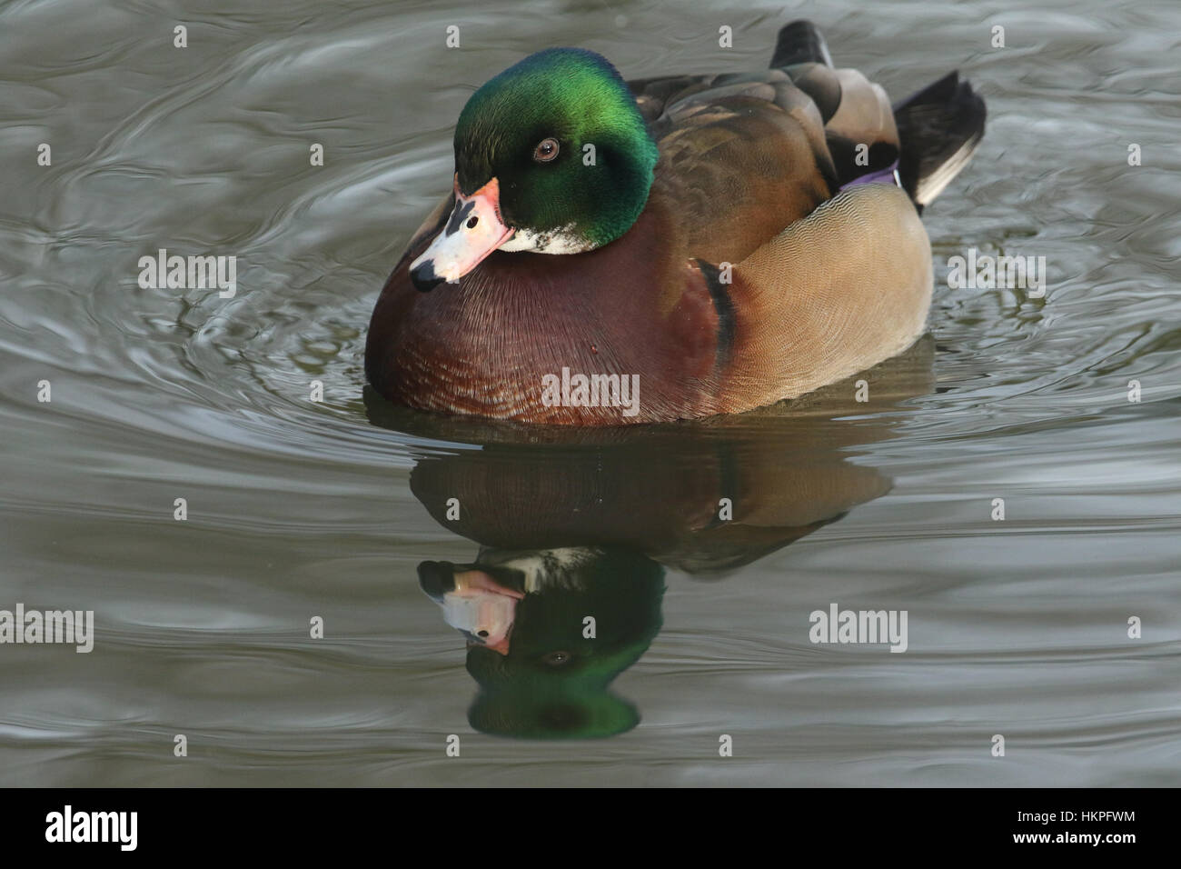 A wild cross breed Wood Duck or Carolina duck (Aix sponsa) male ...