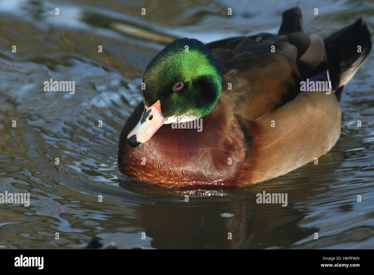 Carolina cross hi-res stock photography and images - Alamy