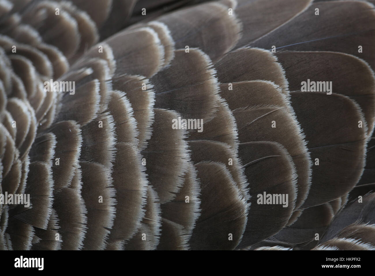 Greylag Goose (Anser anser) feathers Stock Photo - Alamy