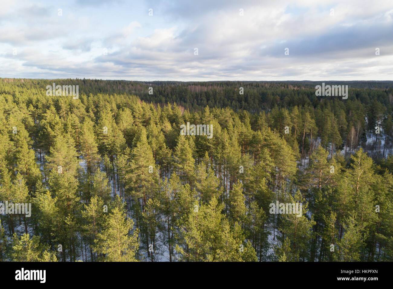 Aerial pine forest hi-res stock photography and images - Alamy