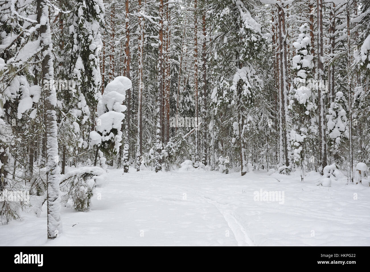 Landscape of the wintery snow covered forest view Stock Photo - Alamy