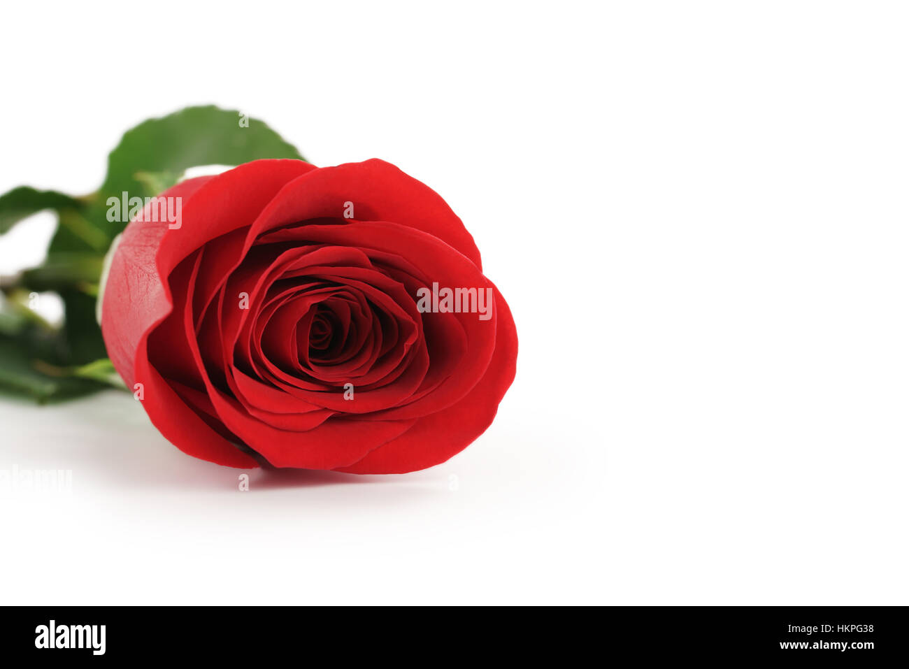 beautiful single red rose on white background with copy space Stock ...