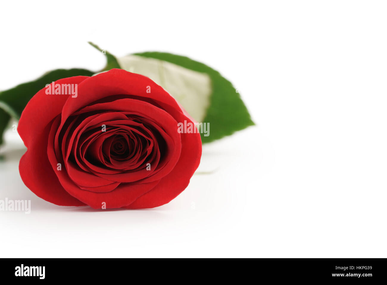 beautiful single red rose on white background with copy space Stock ...