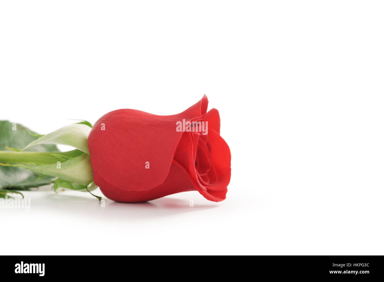 beautiful single red rose on white background with copy space Stock ...