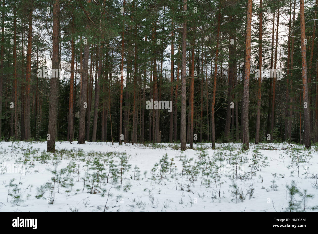 tranquil winter pine forest landscape Stock Photo - Alamy