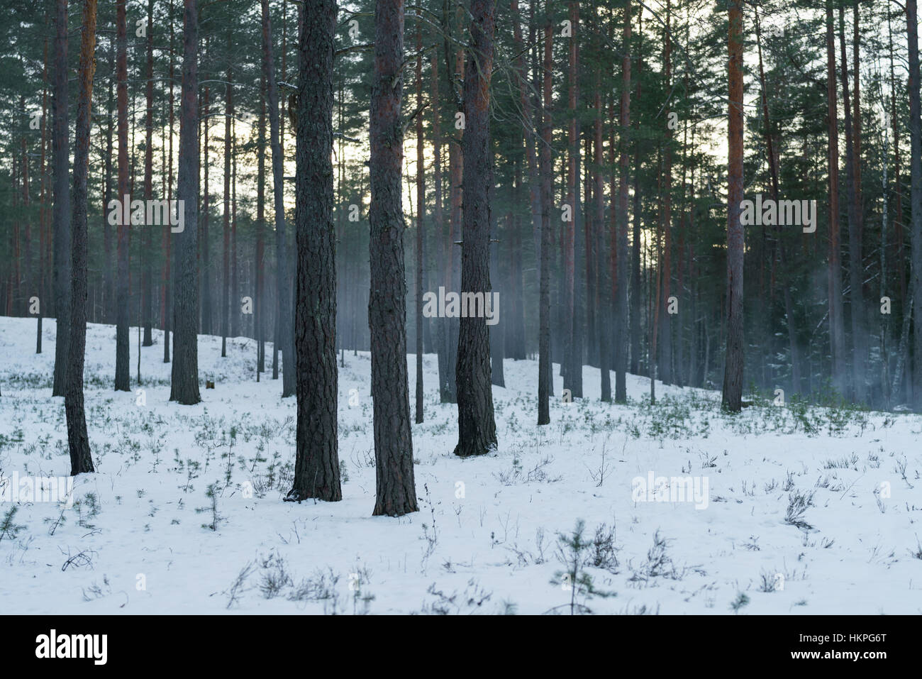 cold mysterious pine forest landscape with smoke Stock Photo - Alamy