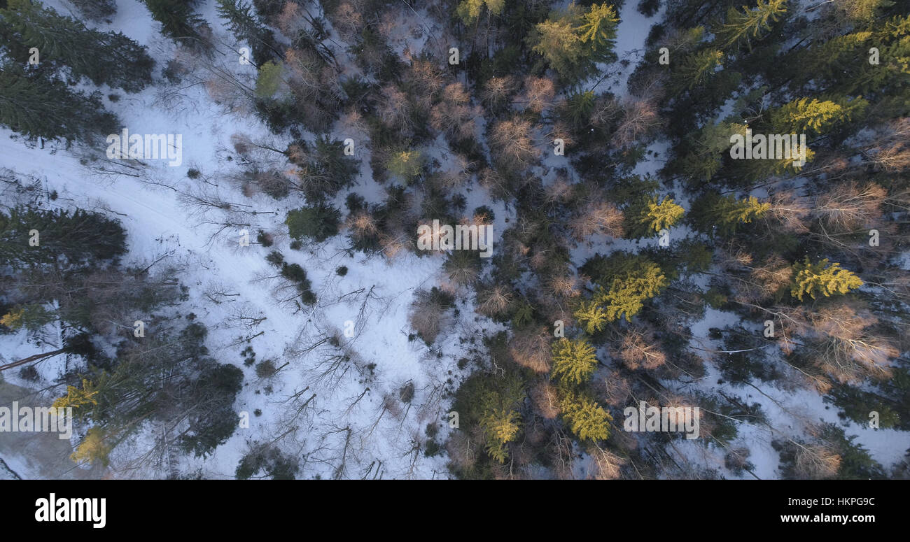 camera looking straight down over winter fir forest in sunset Stock ...