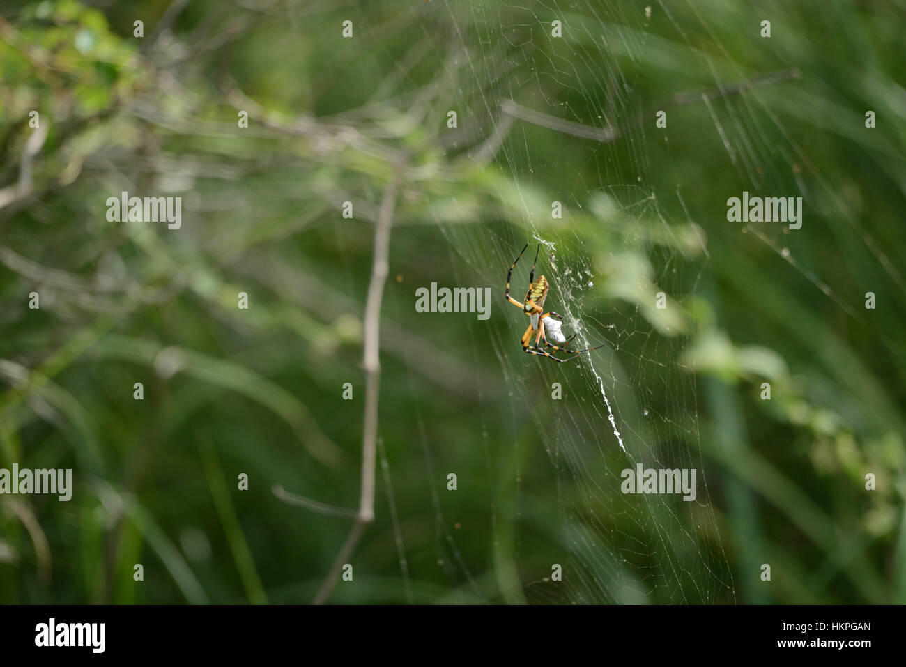 Spider on web Stock Photo - Alamy