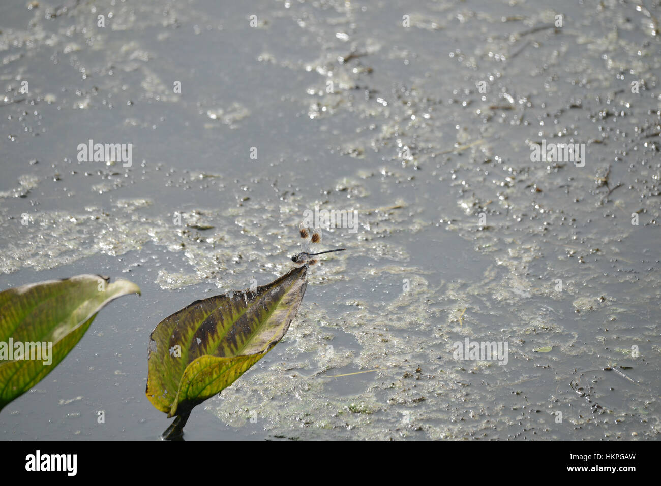 Wetland with insects and plants Stock Photo - Alamy