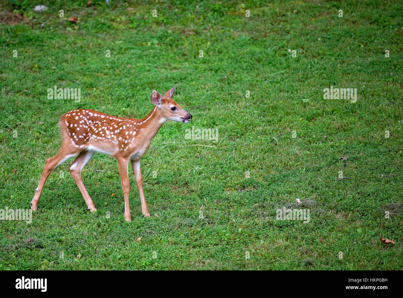 Whitetail deer fawn on the edge of a grassy field Stock Photo - Alamy