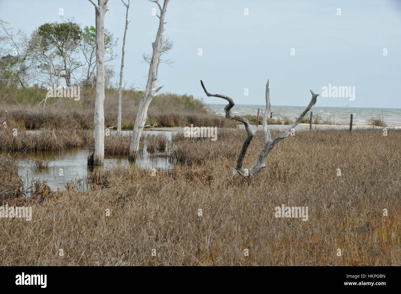 Coastal lowland at Pine Gully in Seabrook, Texas Stock Photo - Alamy