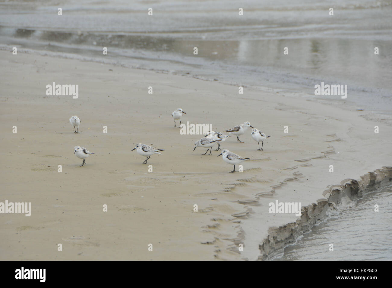 Snowy Plovers on sand beach in wetland area at low tide Stock Photo - Alamy