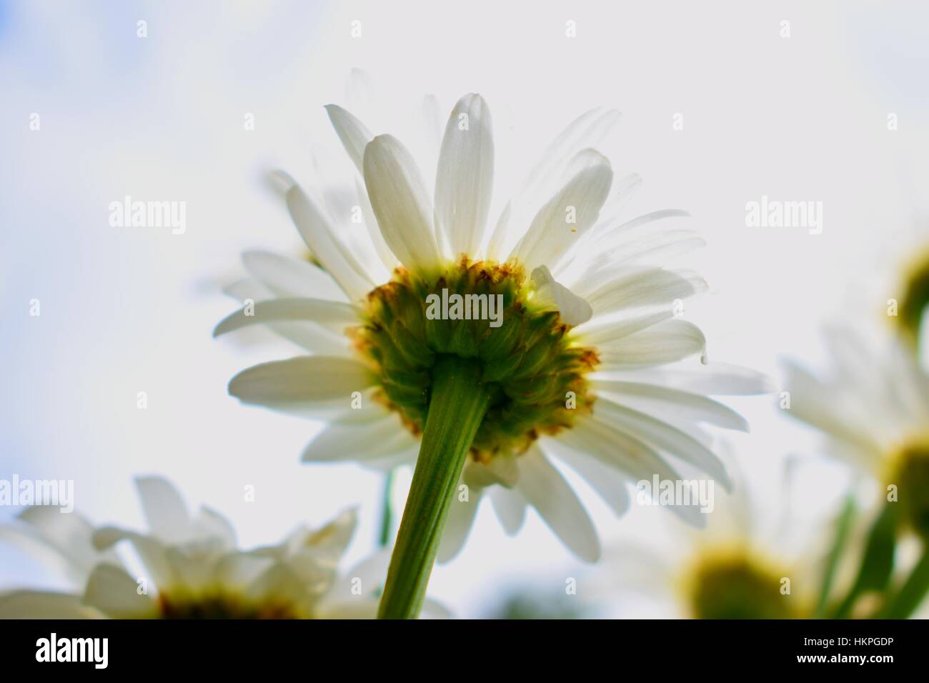 Beautiful white flower looked at from below Stock Photo - Alamy