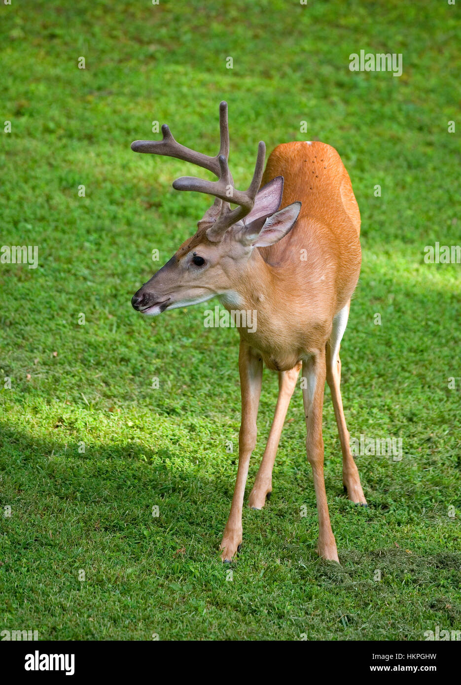 Whitetail buck on the grass with its eight point antlers in velvet ...