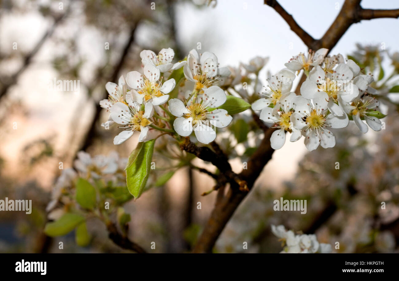 Sunset behind with a bunch of pear tree flowers in bloom Stock Photo ...