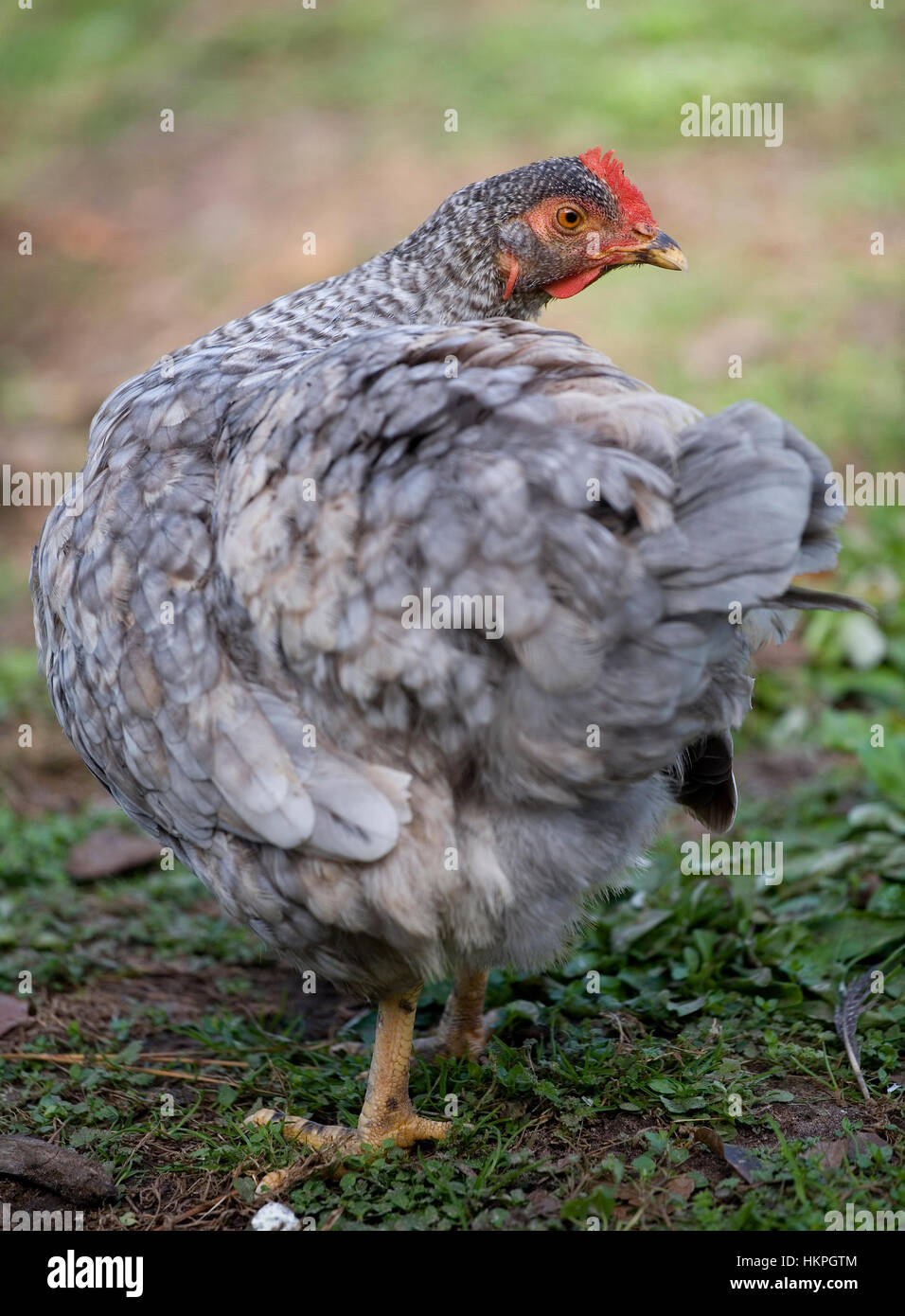 Chicken hen with her tail toward the camera looking back Stock Photo ...