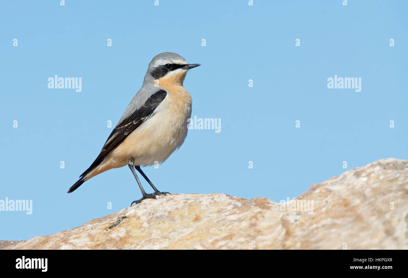 Northern wheatear tail hi-res stock photography and images - Alamy