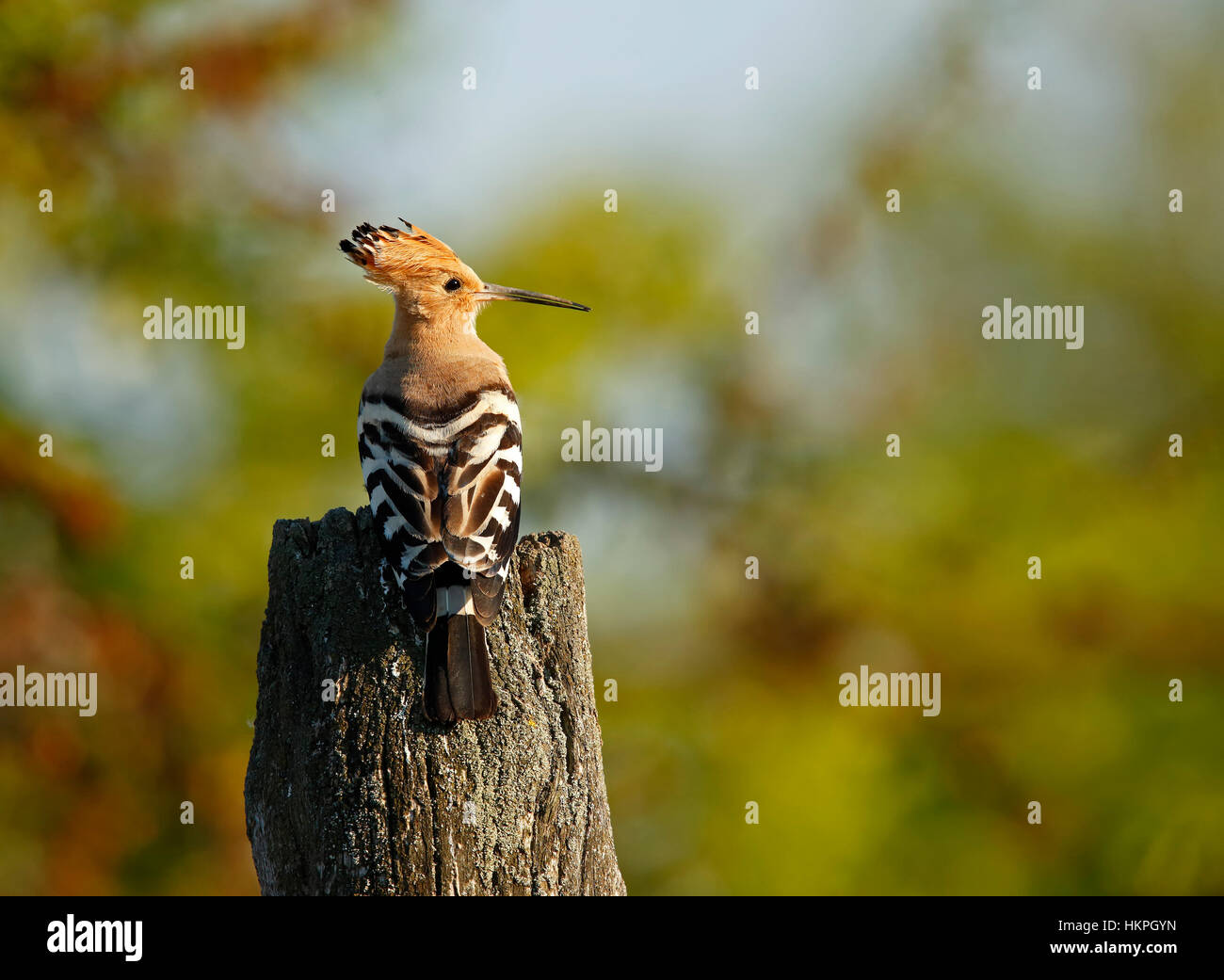 Thinking bird hi-res stock photography and images - Alamy