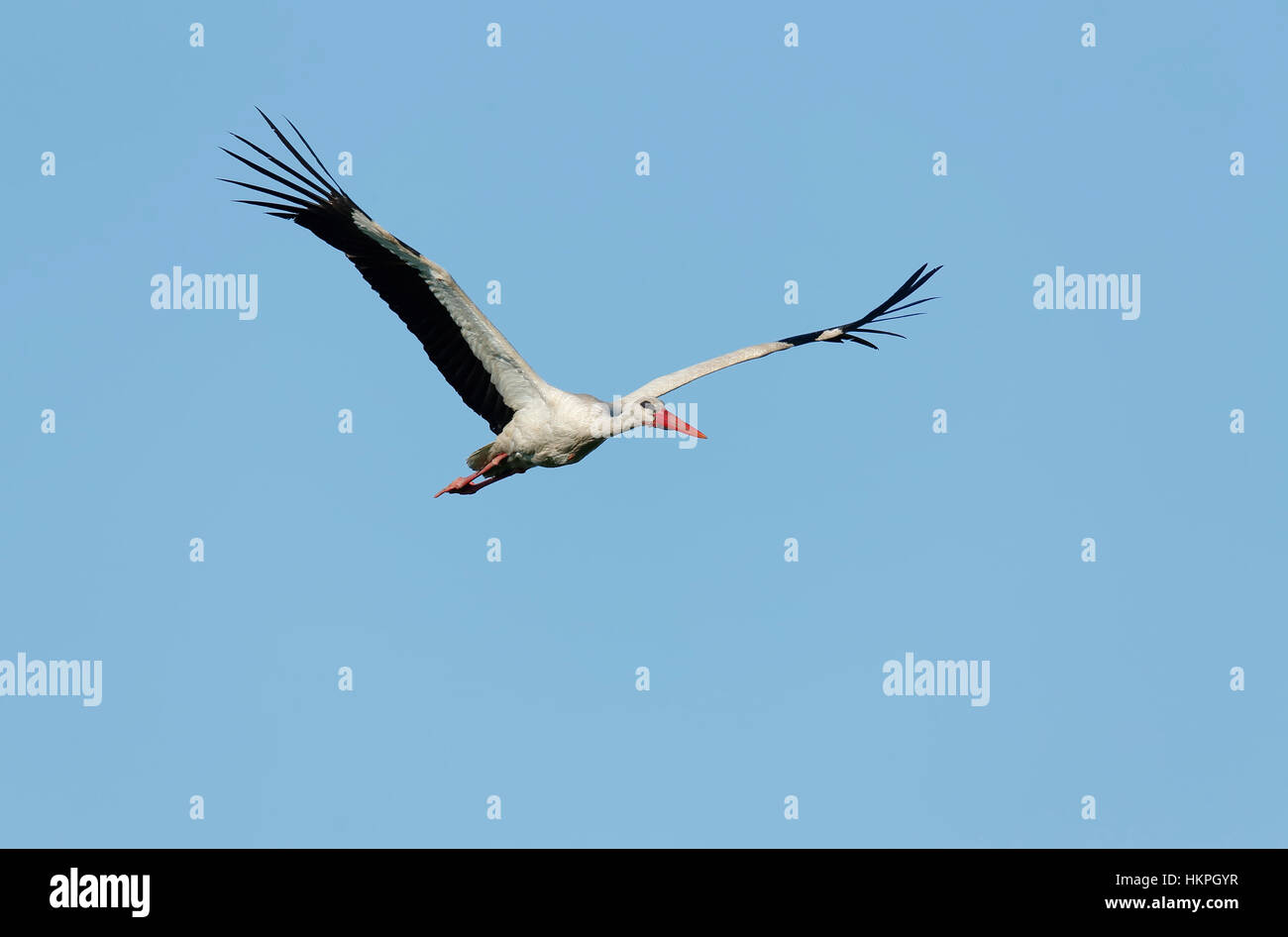 Stork foot hi-res stock photography and images - Alamy