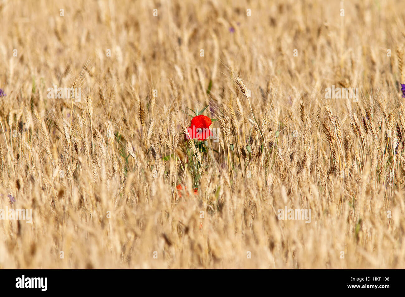 Poppy for a friend Stock Photo - Alamy