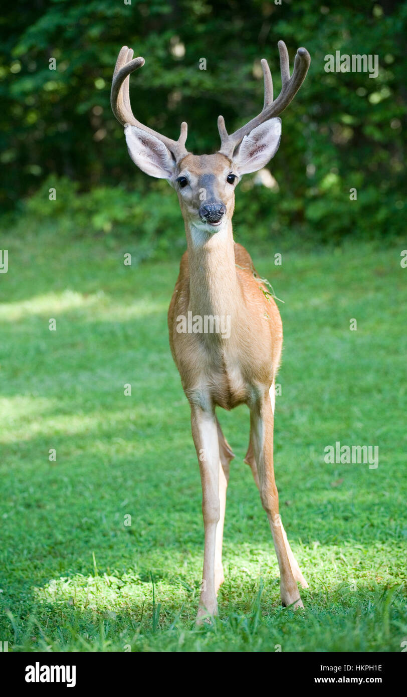 Whitetail deer in velvet looking straight at the camera Stock Photo - Alamy
