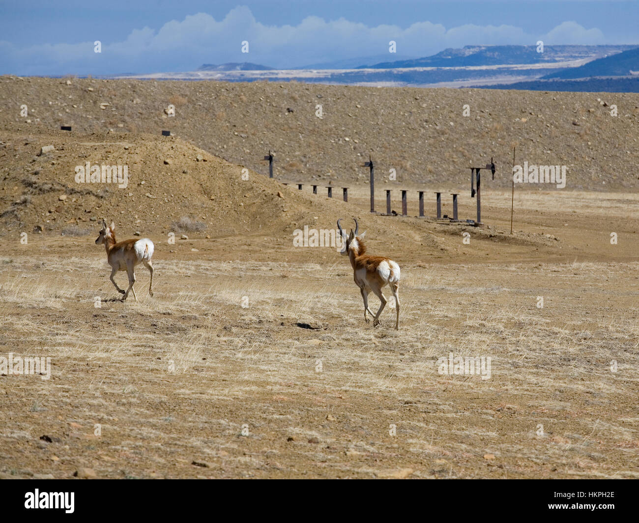 Antelope that are running from the firing line at a gun range Stock ...