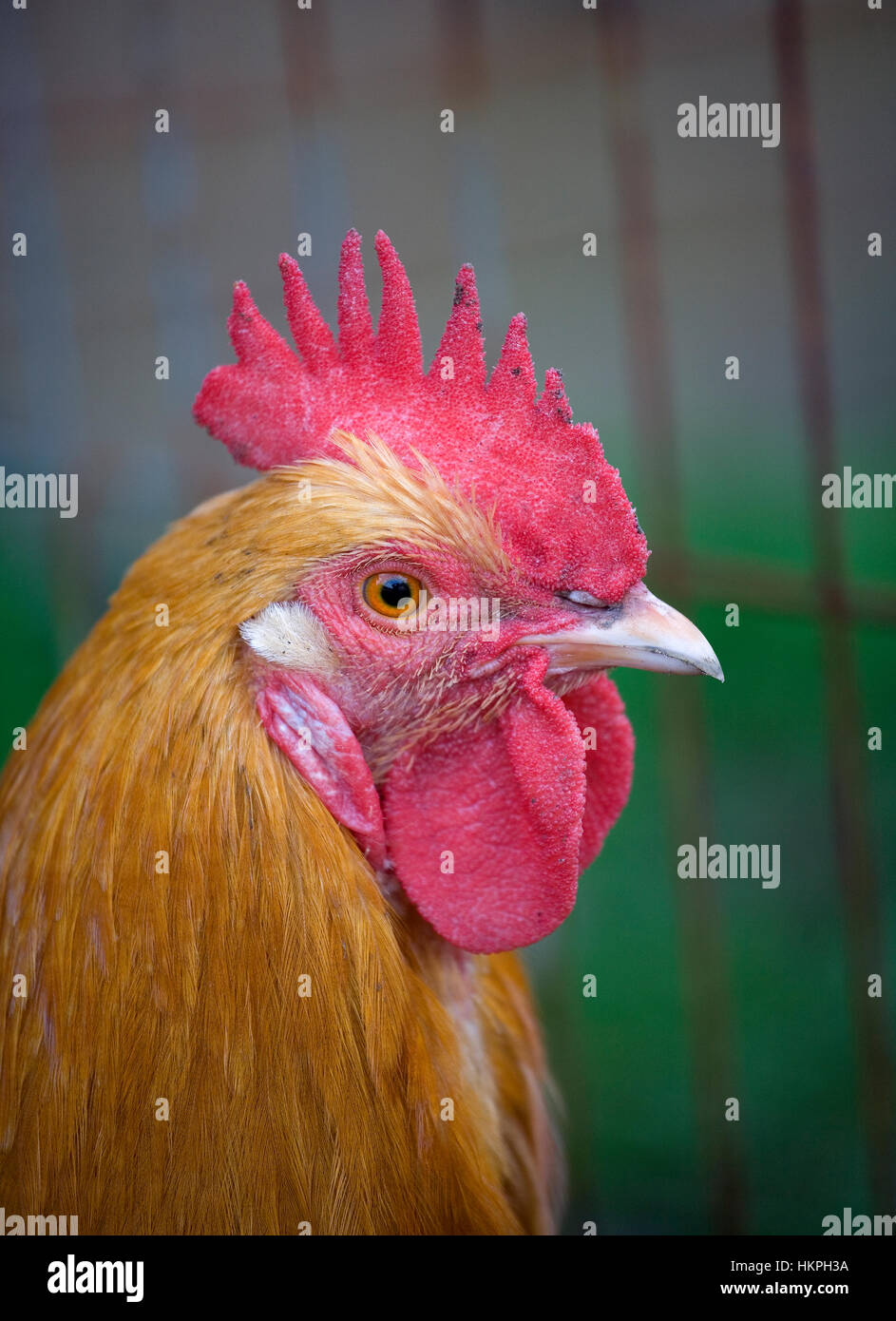 Orange chicken rooster hi-res stock photography and images - Alamy