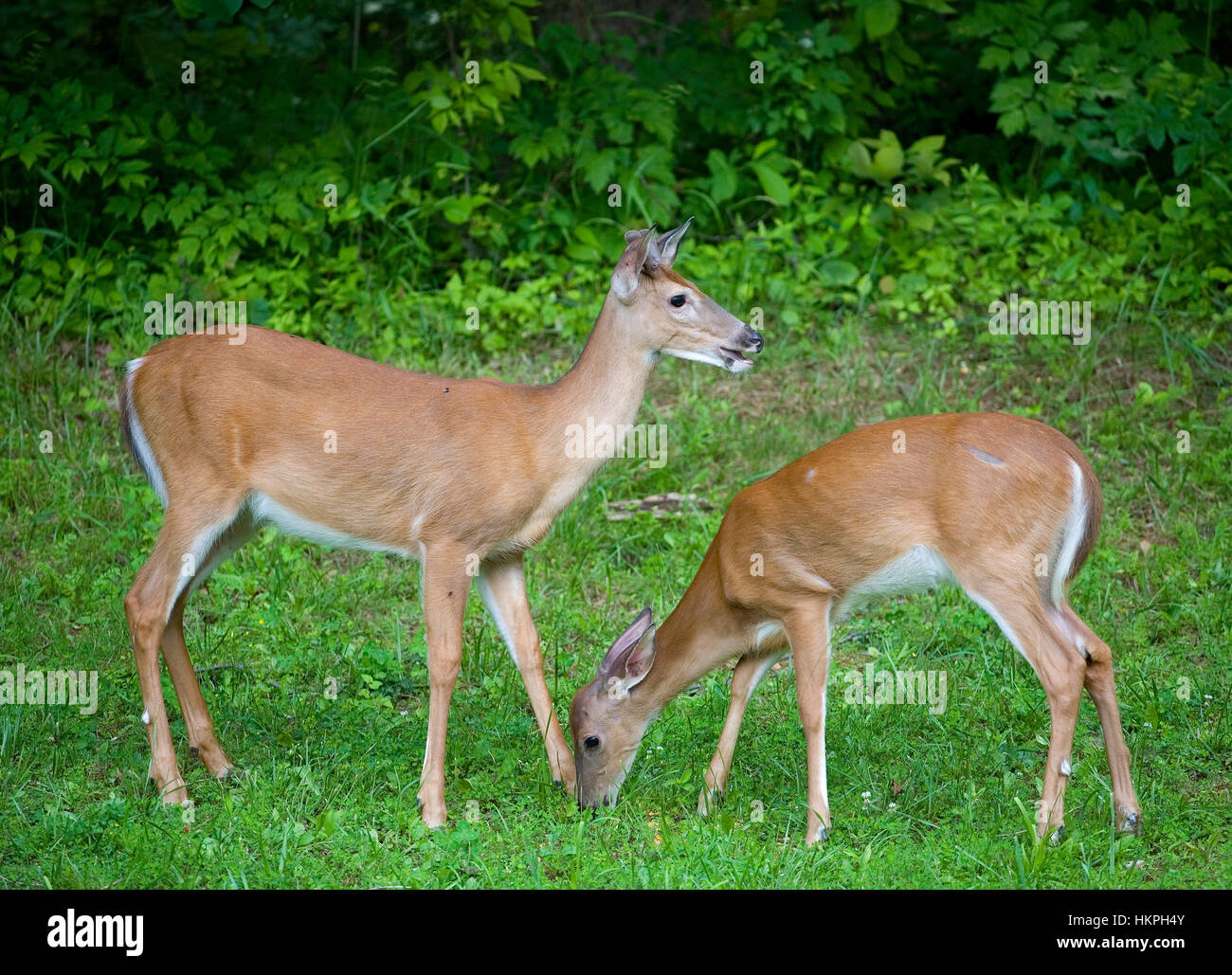 Whitetail doe that is eating food at the feet of a buck Stock Photo - Alamy