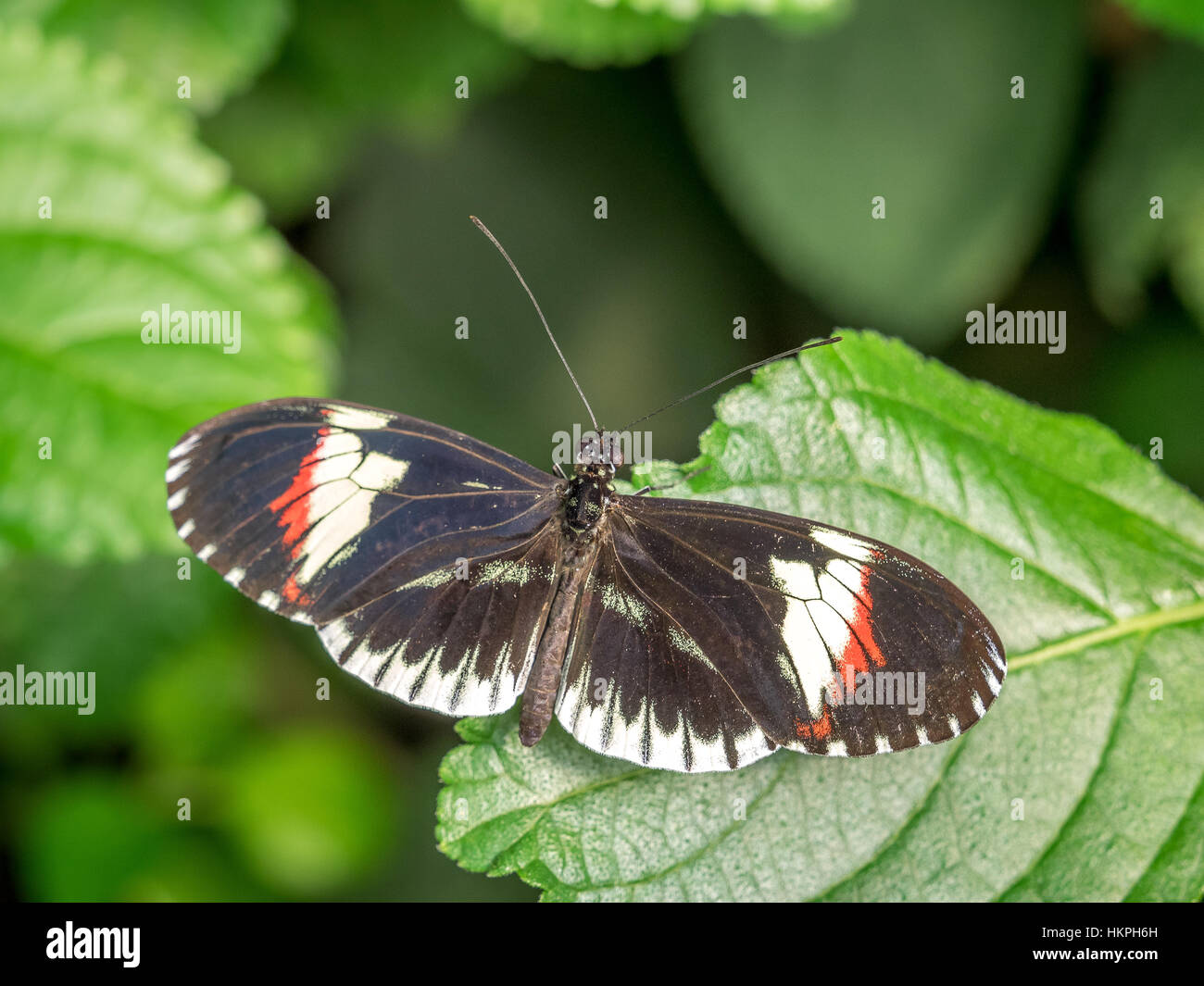 Heliconius Melpomene, Postman Butterfly Stock Photo - Alamy