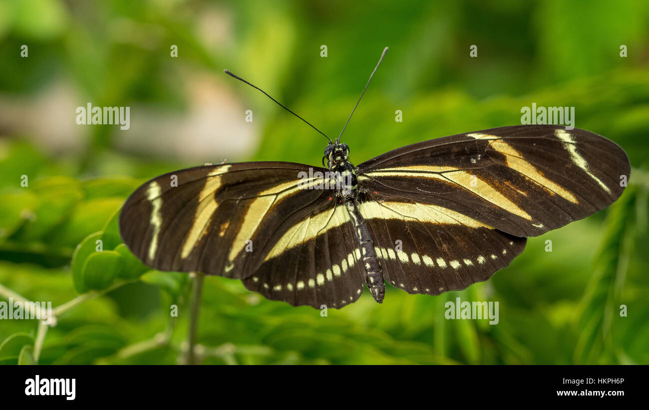 Zebra Longwing butterfly, Heliconius Charithonia Stock Photo - Alamy