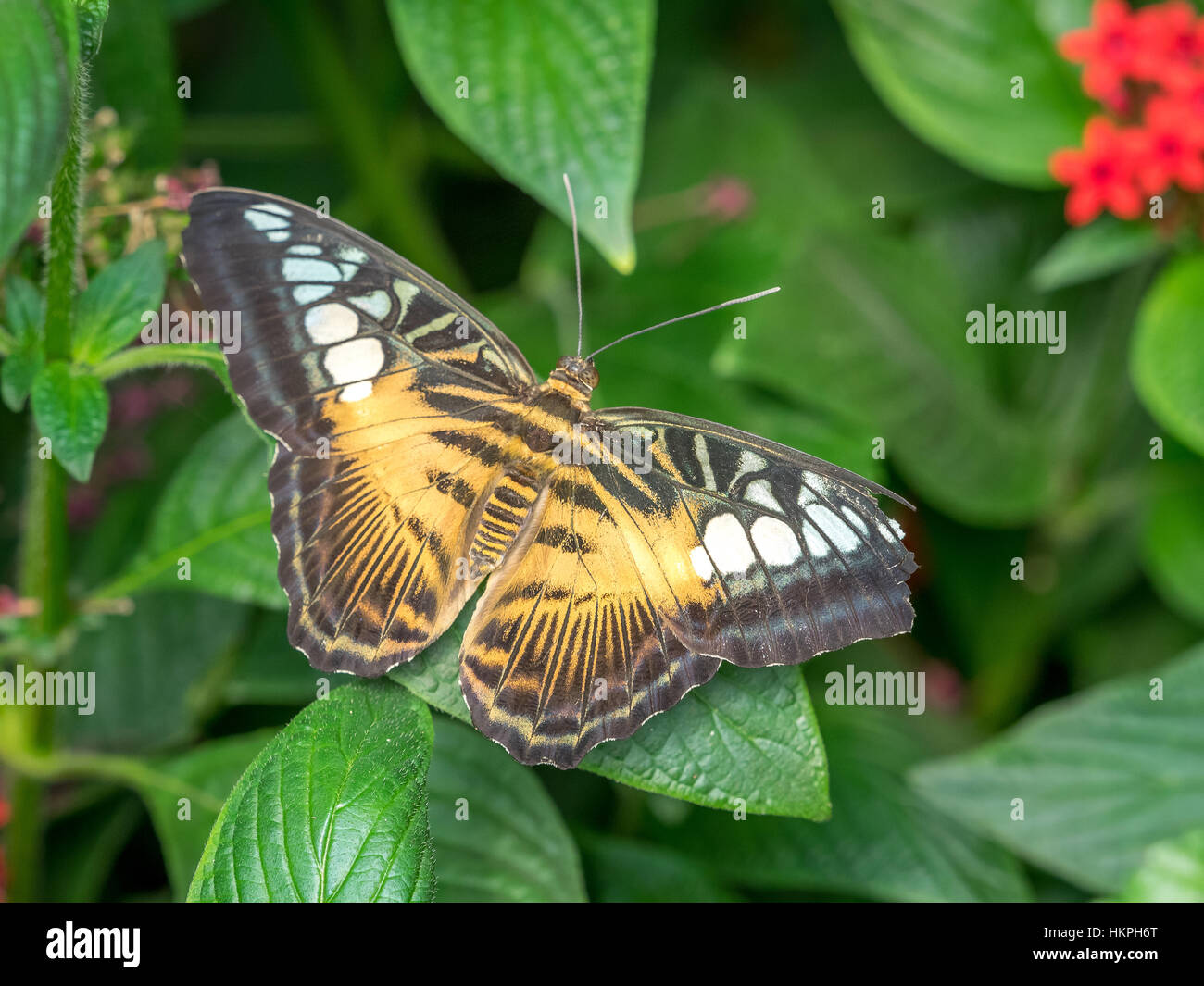 Brown Clipper Butterfly, Parthenos Sylvia Philippinensis Stock Photo ...