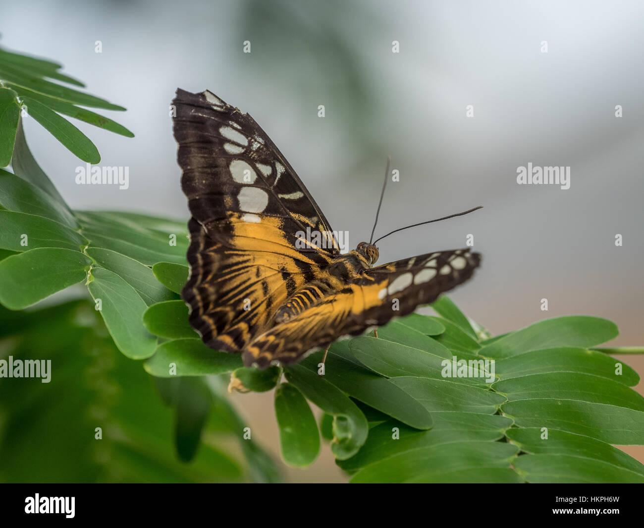 Brown Clipper Butterfly, Parthenos Sylvia Philippinensis Stock Photo ...