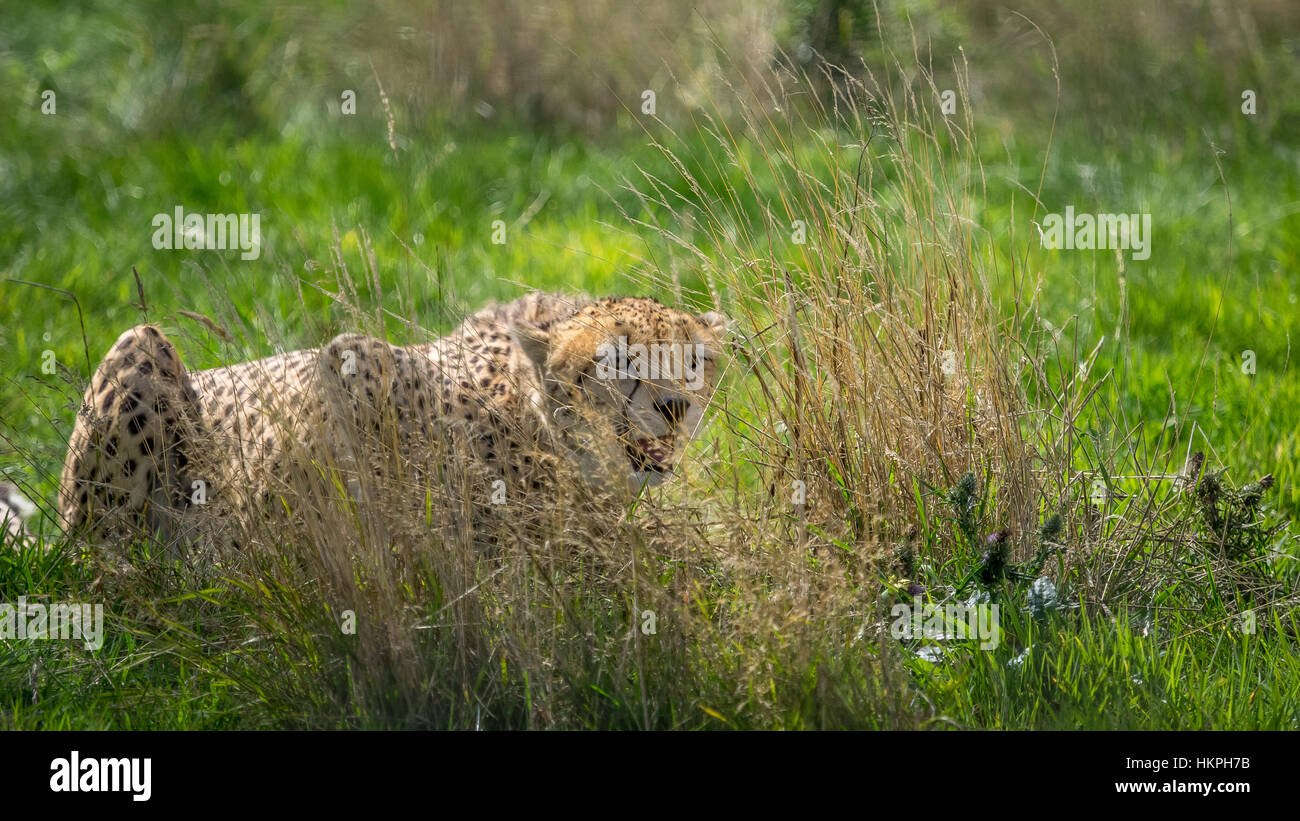 Big cat and pounce hi-res stock photography and images - Alamy