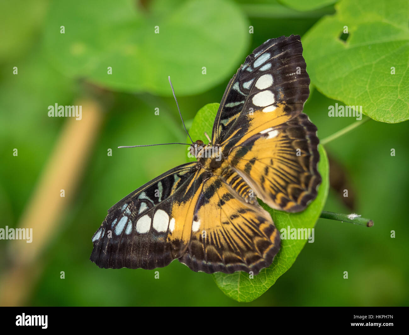 Brown Clipper Butterfly, Parthenos Sylvia Philippinensis Stock Photo ...