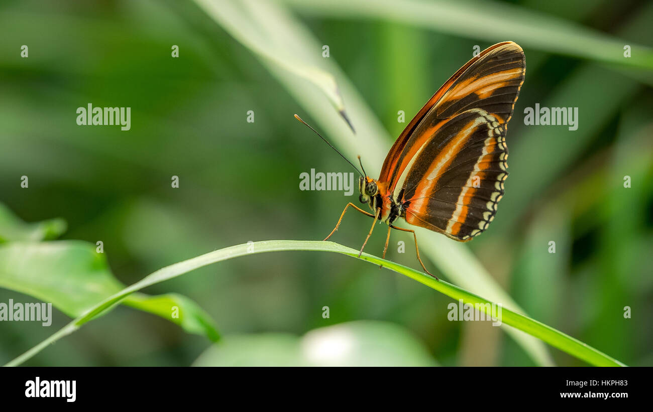 Banded Orange Butterfly, dryadula phaetusa Stock Photo - Alamy