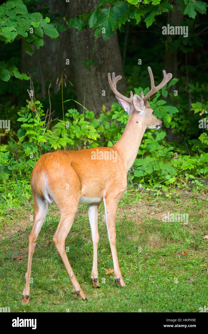 Whitetail buck looking the other way into a dark forest Stock Photo - Alamy