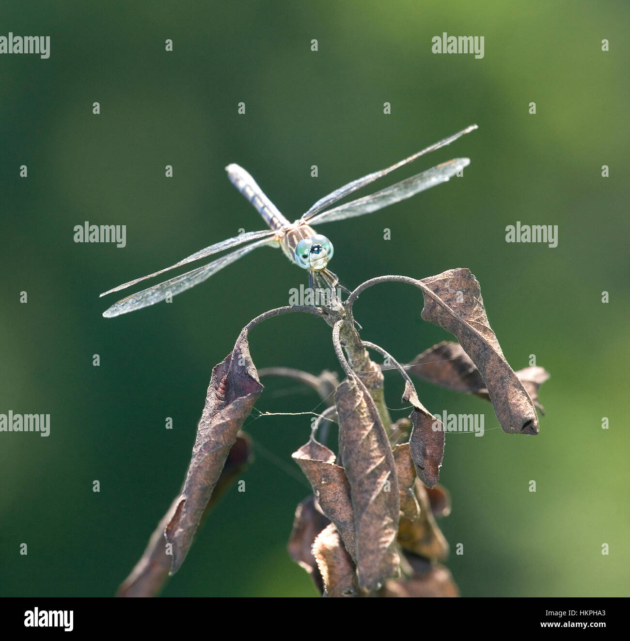 Dead dragon fly hi-res stock photography and images - Alamy