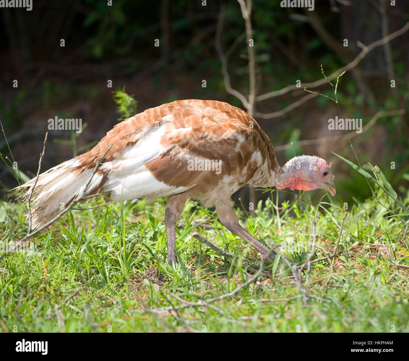 Free ranging domestic turkey looking at the grass for food Stock Photo ...