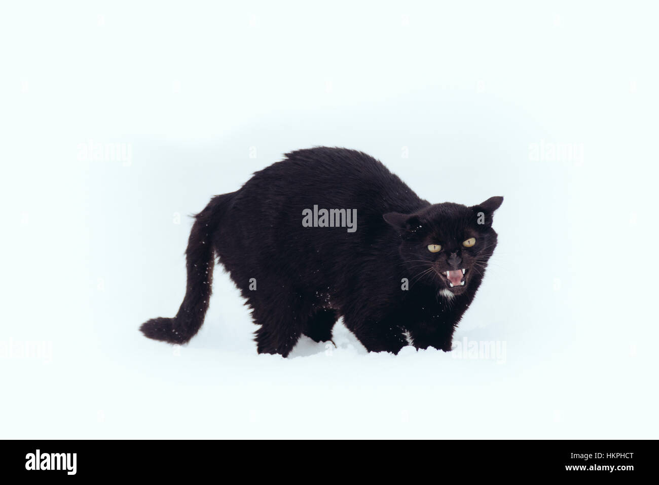Angry Black cat on a snow Stock Photo - Alamy