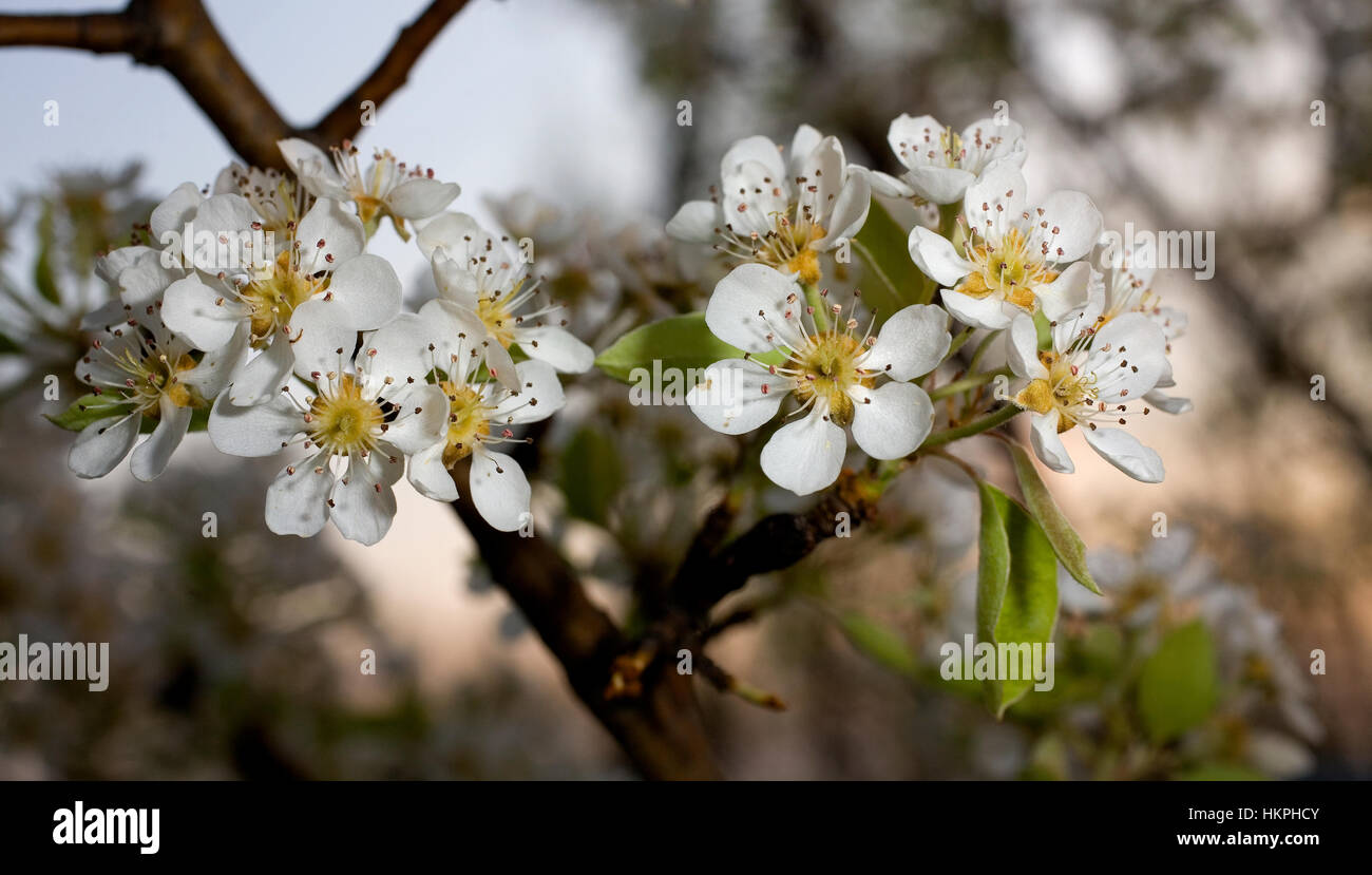 Pear tree blooms on the tree as the sun goes down Stock Photo - Alamy
