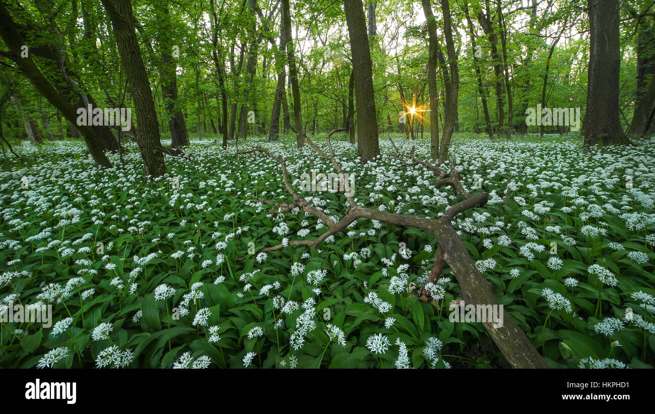 Spring trees wild garlic hi-res stock photography and images - Alamy