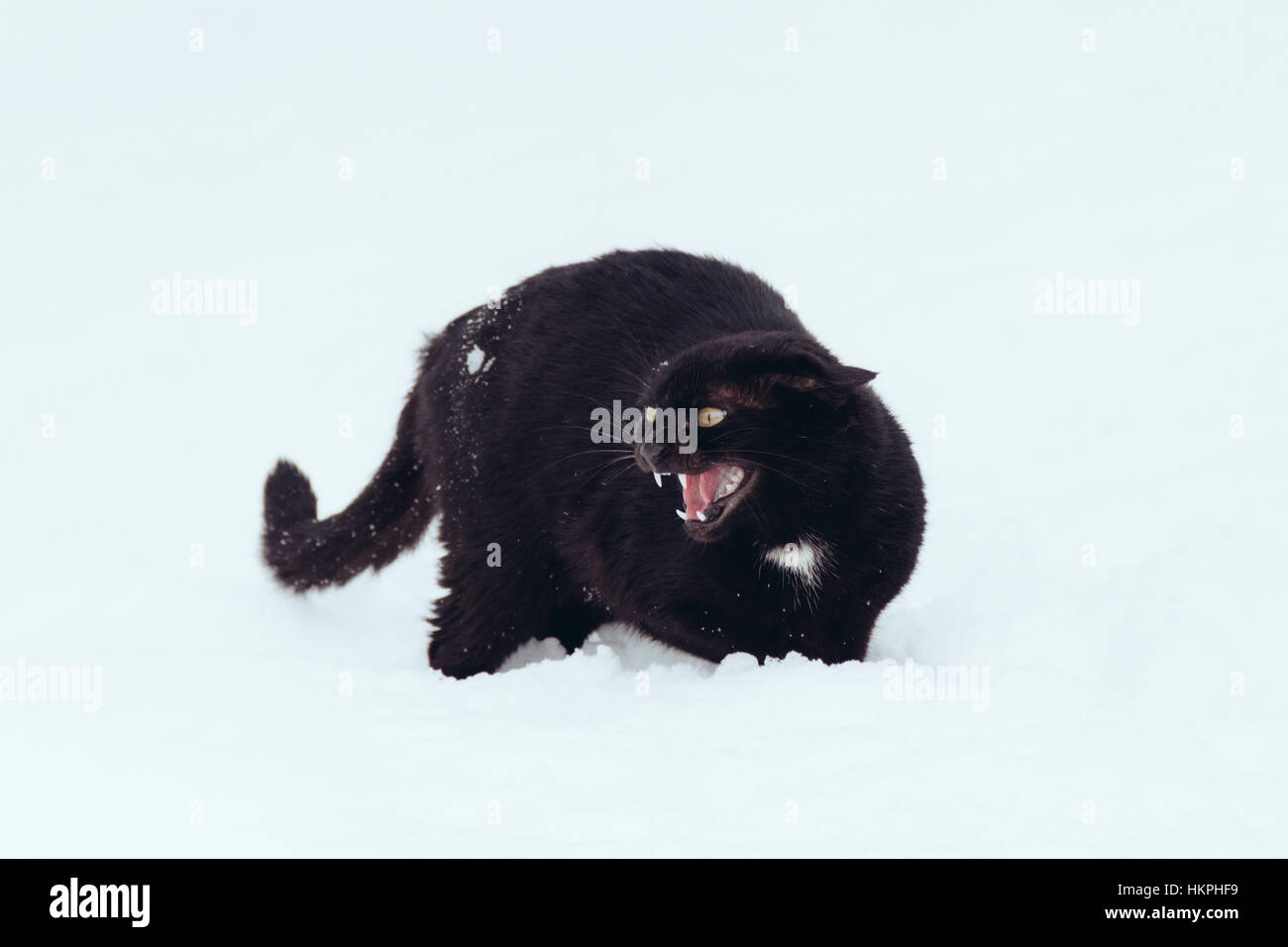 Angry animal hi-res stock photography and images - Alamy