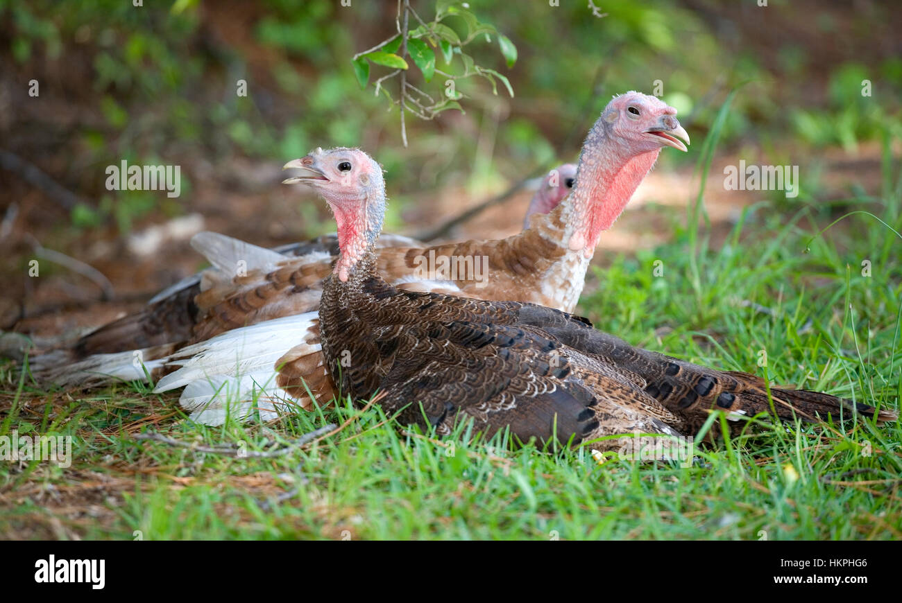 Three free ranging domestic turkeys ready to nap in the shade Stock ...