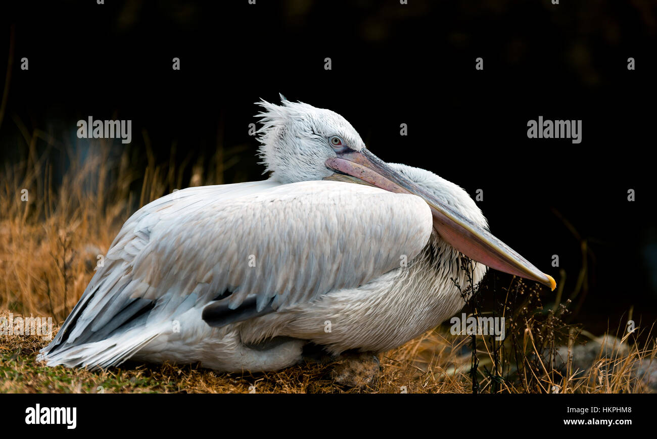 Pelican resting on ground and on a black background Stock Photo - Alamy