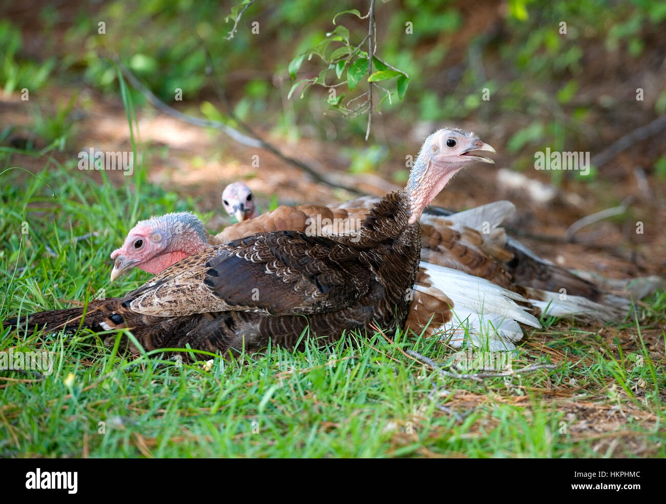 Three free ranging domestic turkeys ready for a nap in the shade Stock ...