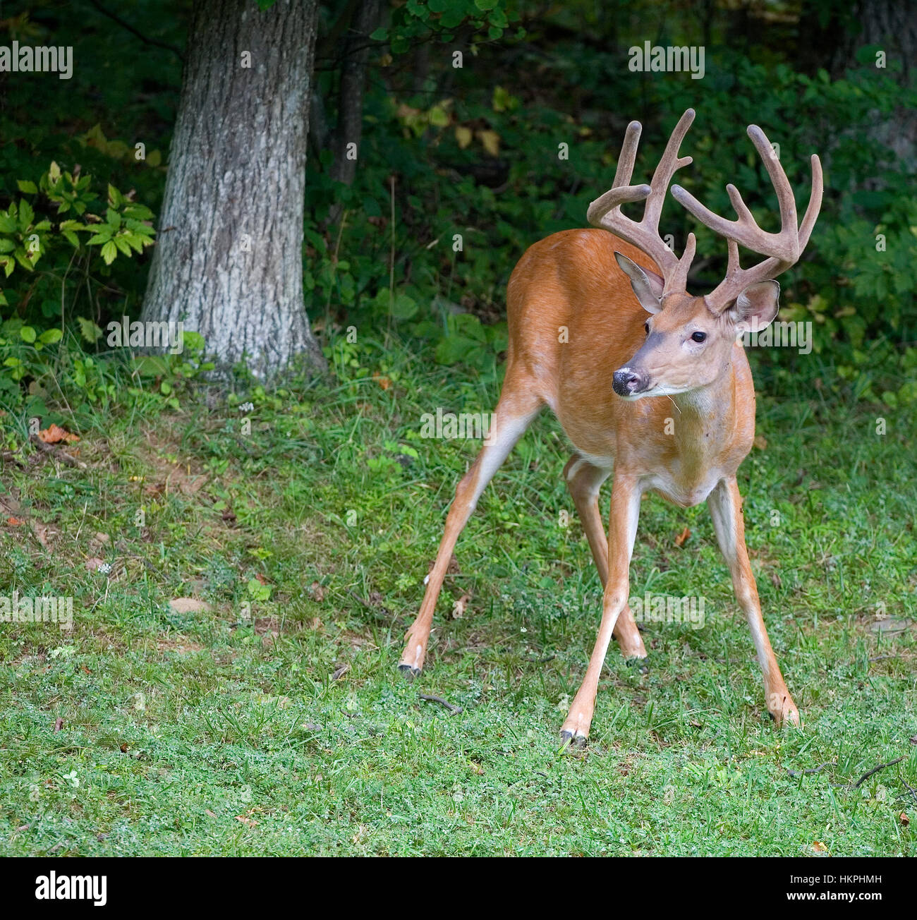 Whitetail deer buck with antlers in velvet that has seen something ...