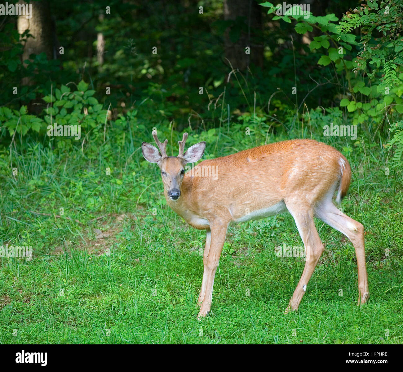 Whitetail buck with one eye closed like it is winking Stock Photo - Alamy