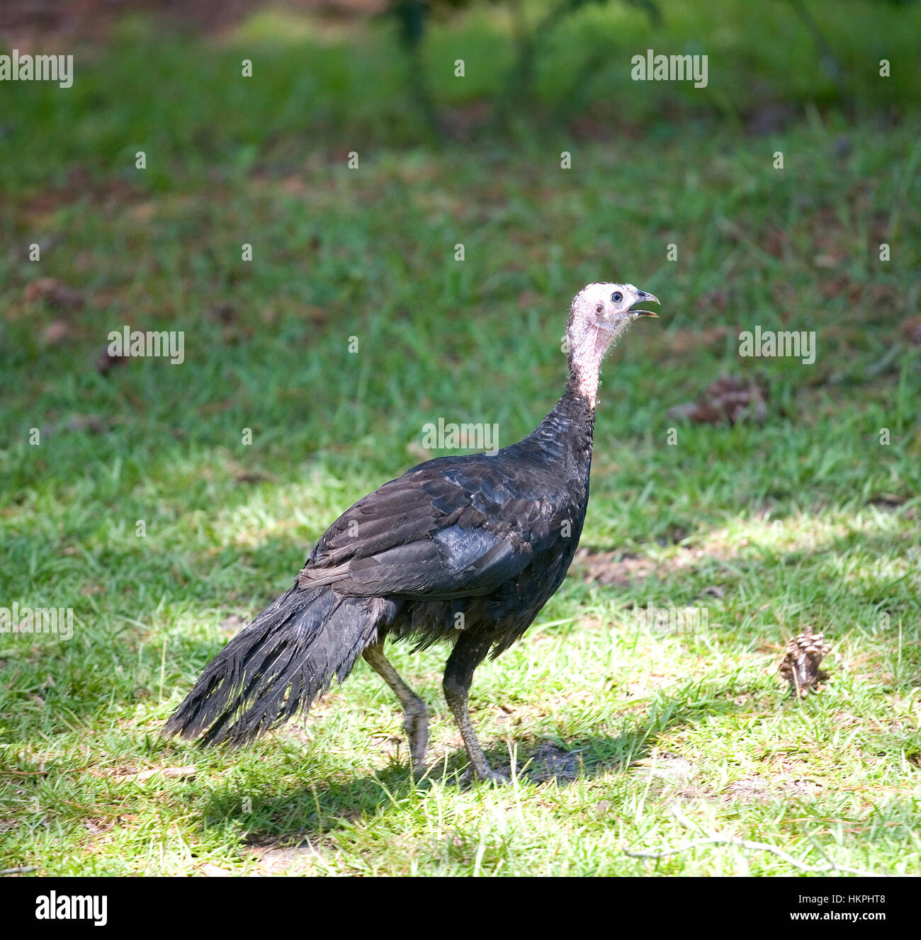 Domestic turkey that is walking on a grassy field Stock Photo - Alamy