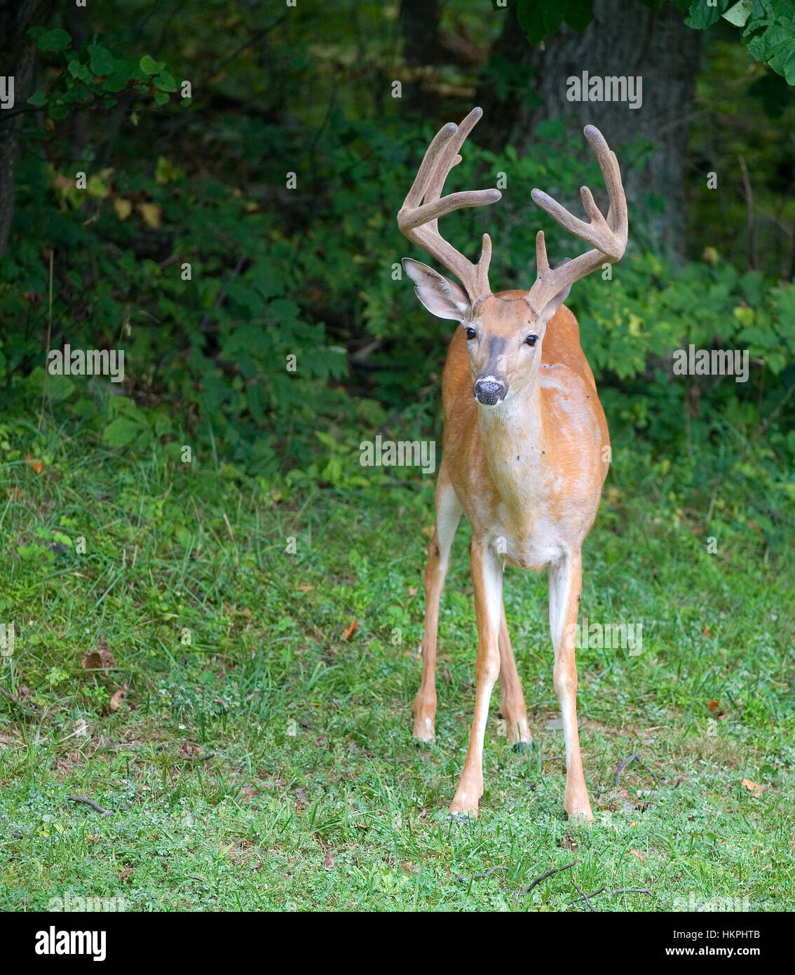 Ten point buck hi-res stock photography and images - Alamy
