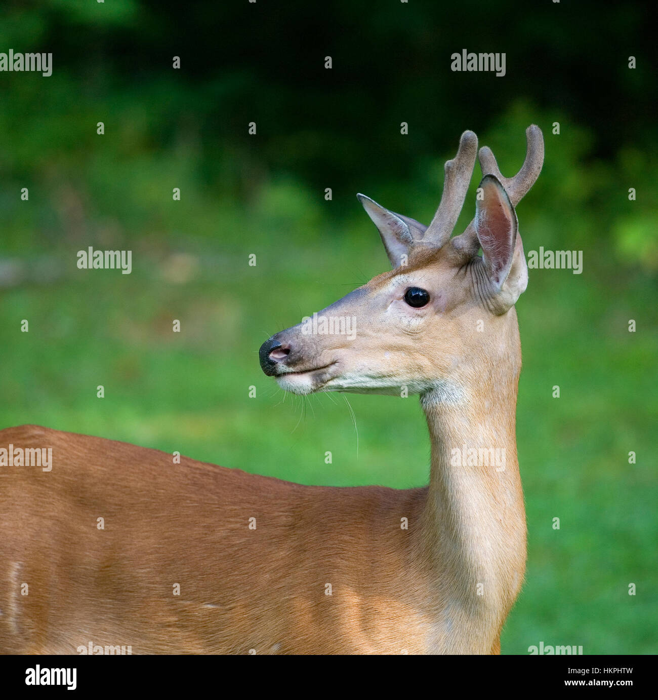 Whitetail Ears Back High Resolution Stock Photography and Images - Alamy